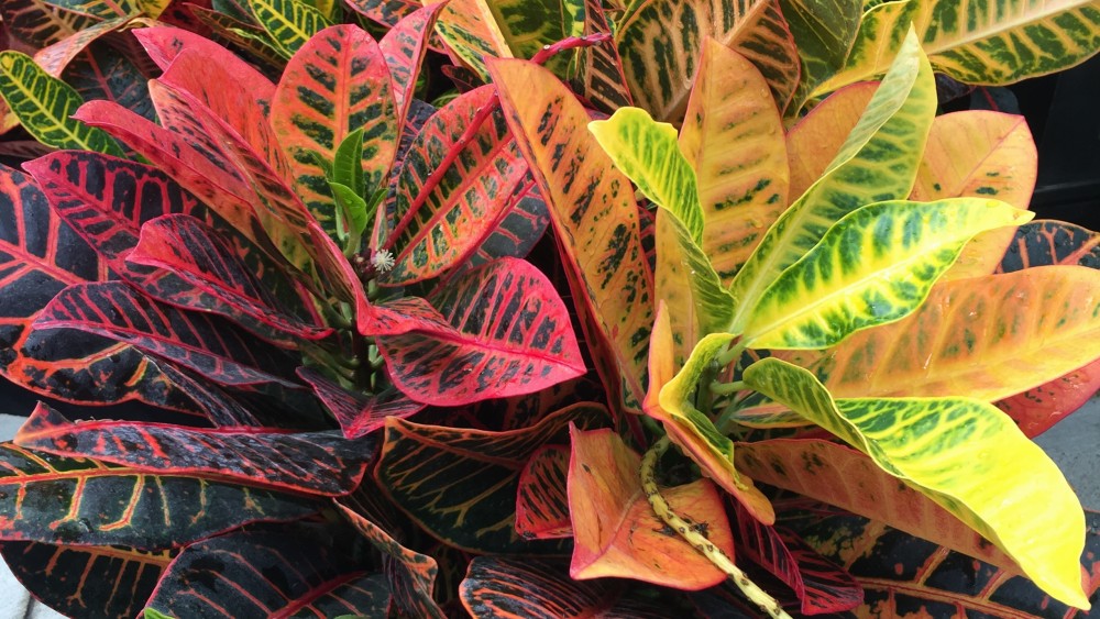 Crotons - Capogna Flowers